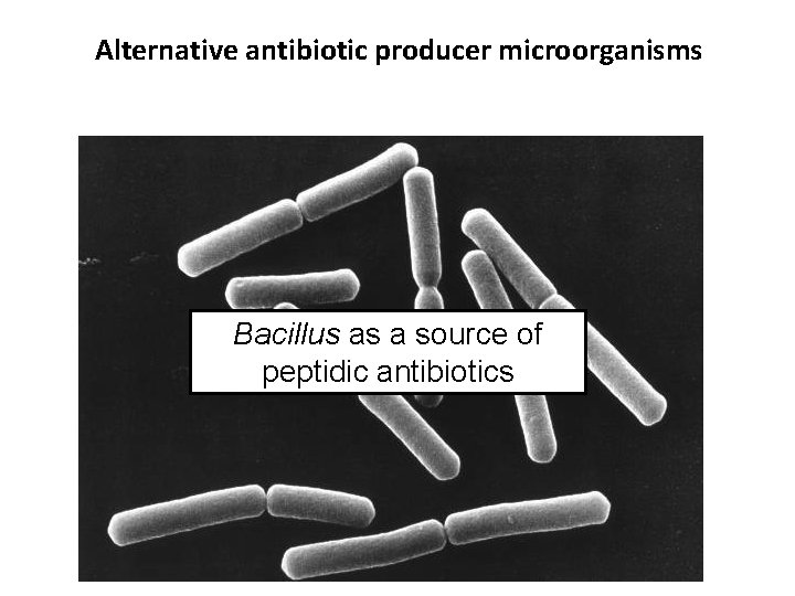 Antibiotics from Bacillus new compounds to solve an