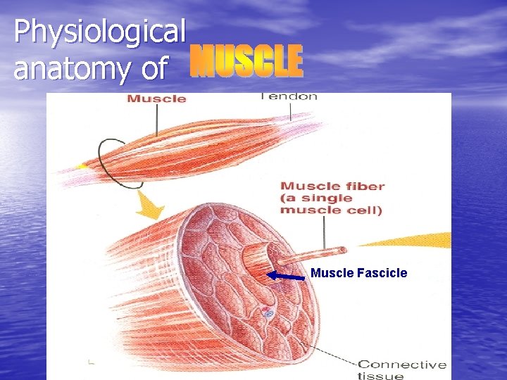 NERVE MUSCLE PHYSIOLOGY Dr Farzana Salman OBJECTIVES At