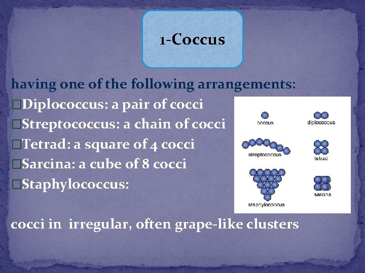 Purpose To recognize three basic shapes of bacterial