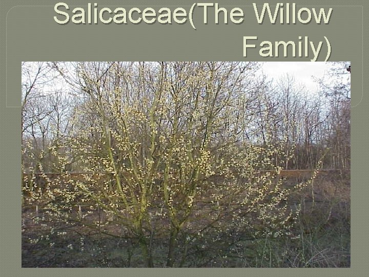 SalicaceaeThe Willow Family Salicaceae The Salicaceae consists of