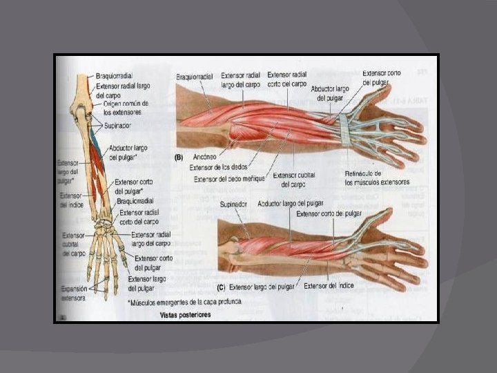 Valeria Delgado Traa MUSCULATURA DEL MIEMBRO SUPERIOR Msculos