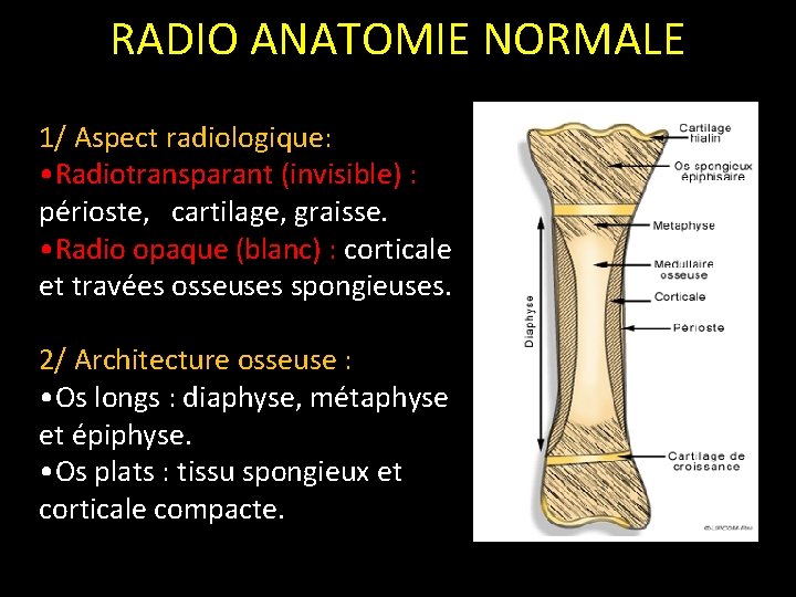IMAGERIE OSTEO ARTICULAIRE DR N BENATALLAH INTRODUCTION Pathologie
