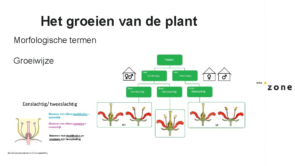 Het groeien van de plant Onderdelen van de