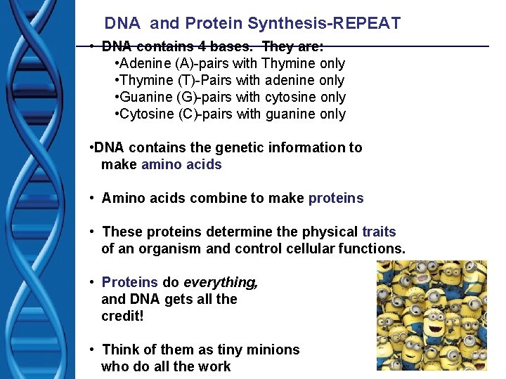 DNA and Protein SynthesisREPEAT DNA contains 4 bases