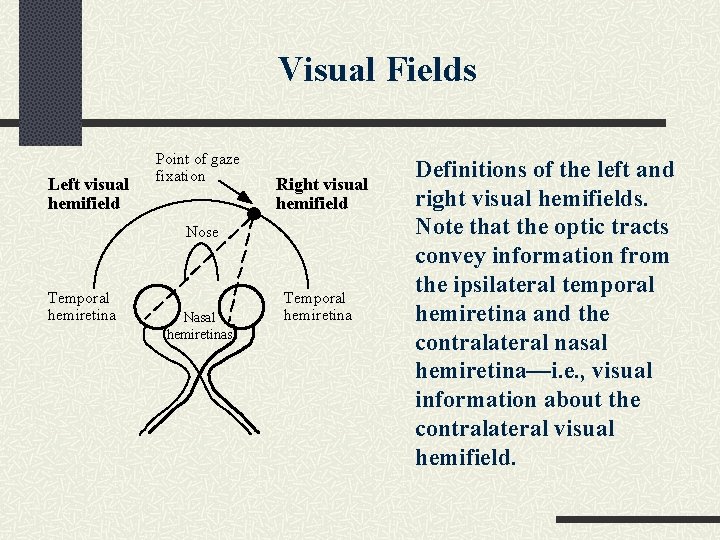Lecture 25 Eye Movement and Vision Sclera Light