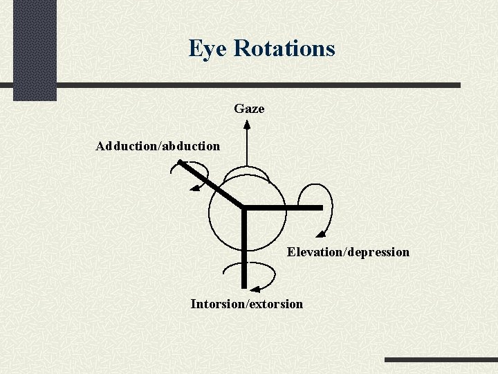 Lecture 25 Eye Movement and Vision Sclera Light