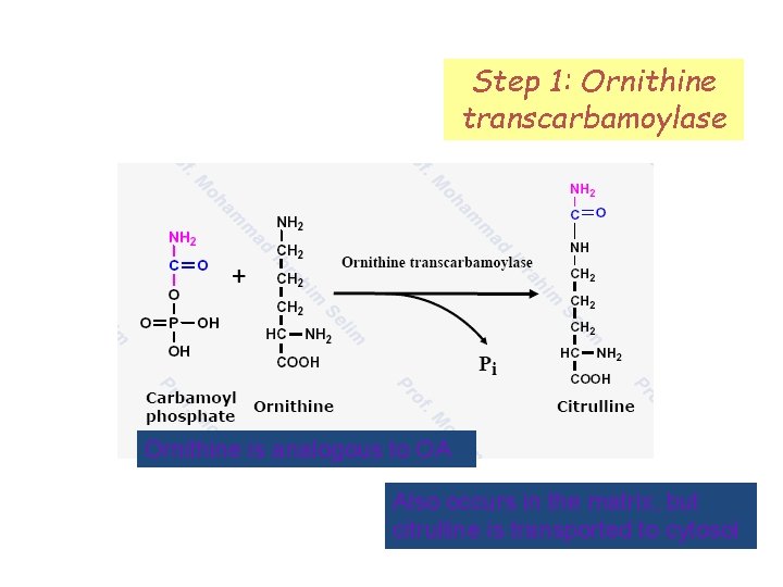 Amino Acid Metabolism Metabolism of the 20 common