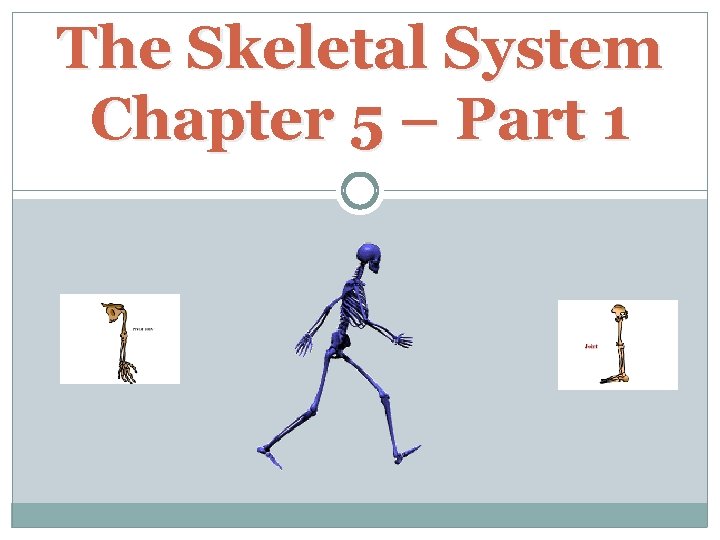 The Skeletal System Chapter 5 Part 1 The