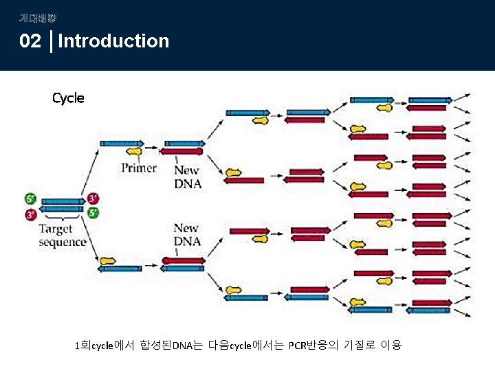 PCR Polymerase Chain Reaction 02 Introduction PCR cycling