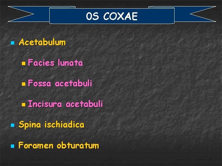 OSSA MEMBRI PELVINI Cingulum membri pelvini Ossa Coxarum