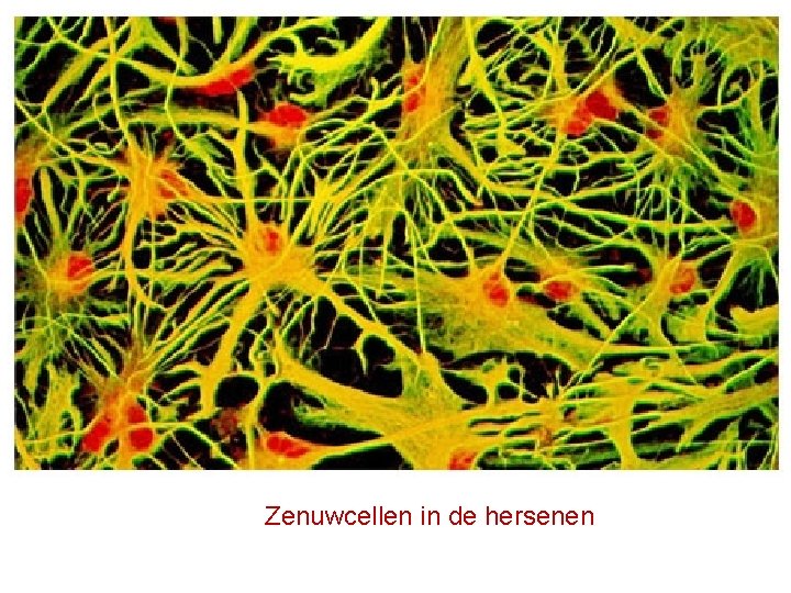 Thema 6 Regeling Basisstof 1 en 2 Zenuwstelsel