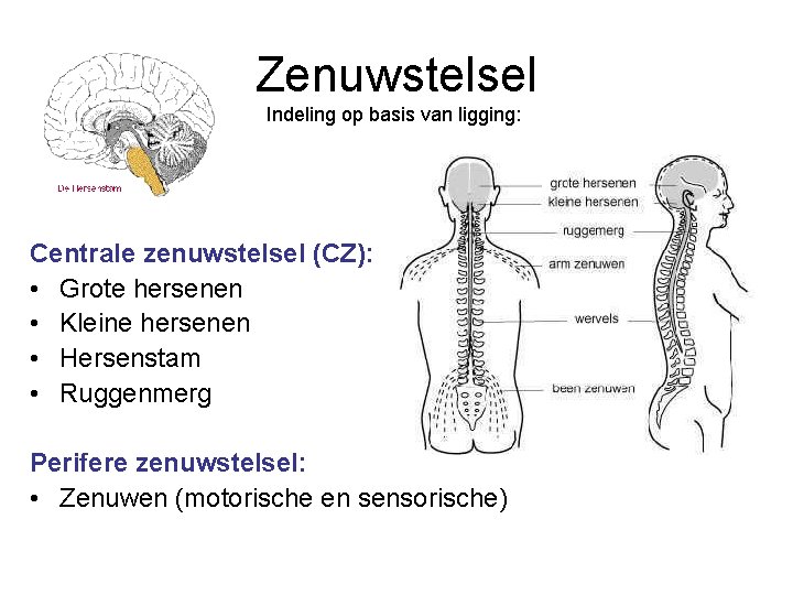 Thema 6 Regeling Basisstof 1 en 2 Zenuwstelsel