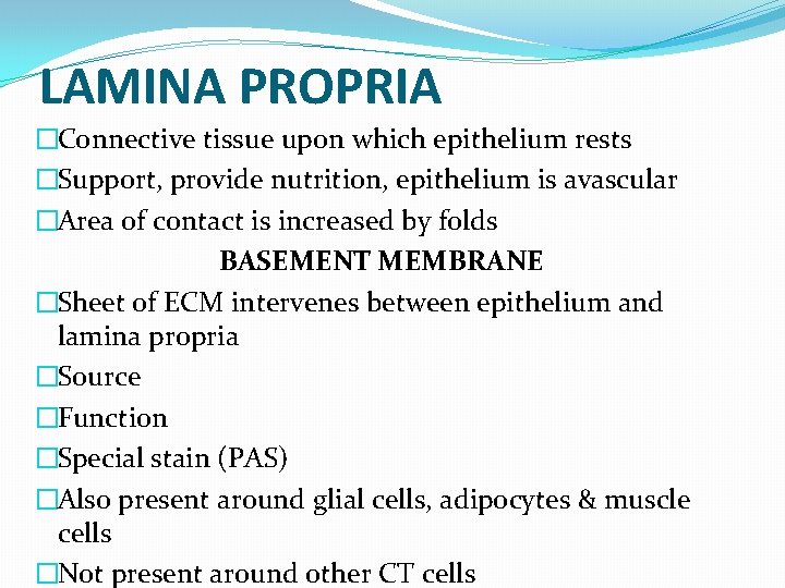 Basal Lamina Basement Membrane Dr Mah Jabeen Muneera