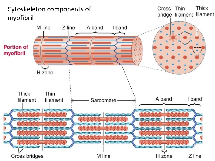 STRUCTURE OF SKELETAL MUSCLE Dr Mohammed Sharique Ahmed