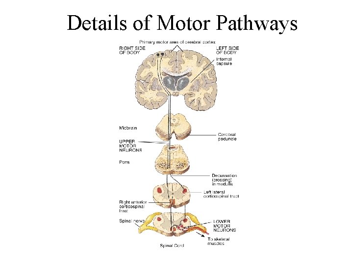 Sensory and Motor Pathways Levels and components of