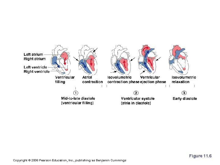 11 PART A The Cardiovascular System Power Point