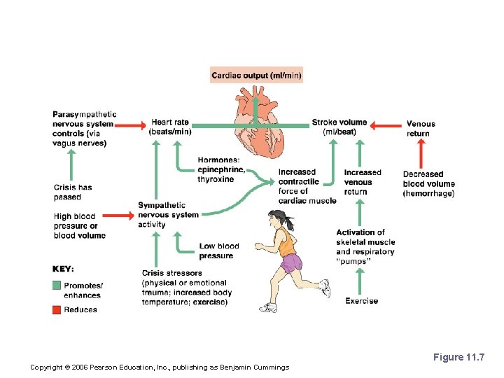 11 PART A The Cardiovascular System Power Point