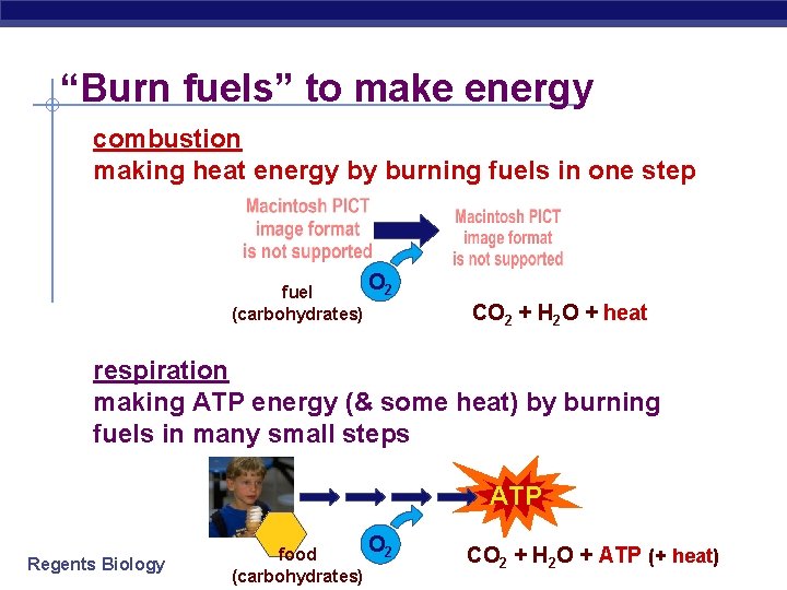 Cellular Respiration Harvesting Chemical Energy ATP Regents Biology