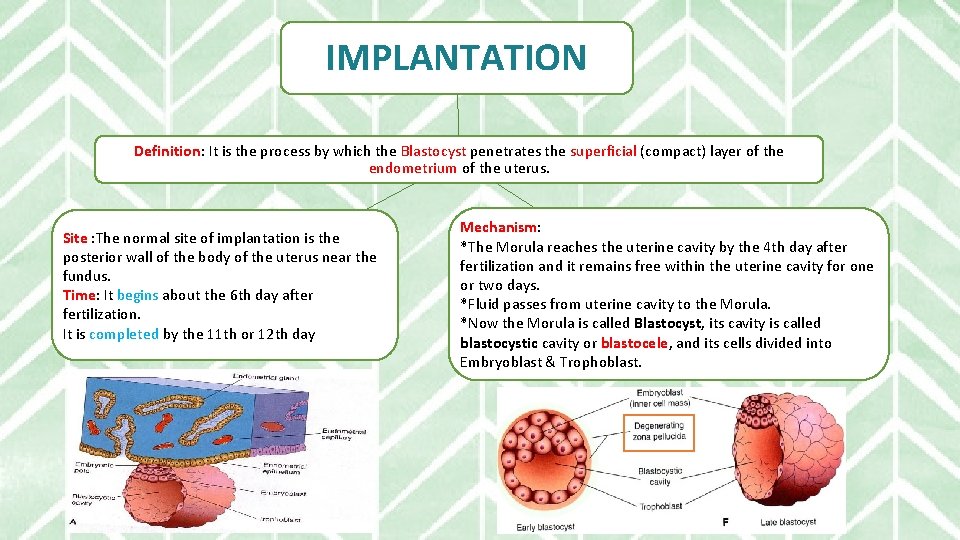 The Fundamentals of Embryology FERTILIZATION IMPLANTATION AND TWINNING