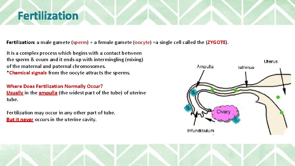 The Fundamentals of Embryology FERTILIZATION IMPLANTATION AND TWINNING