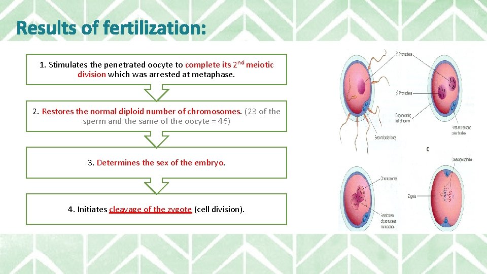 The Fundamentals of Embryology FERTILIZATION IMPLANTATION AND TWINNING