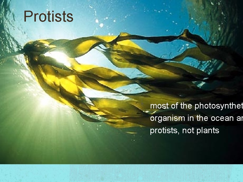 Chapter 6 Multicellular Primary Producers Seaweeds and Plants