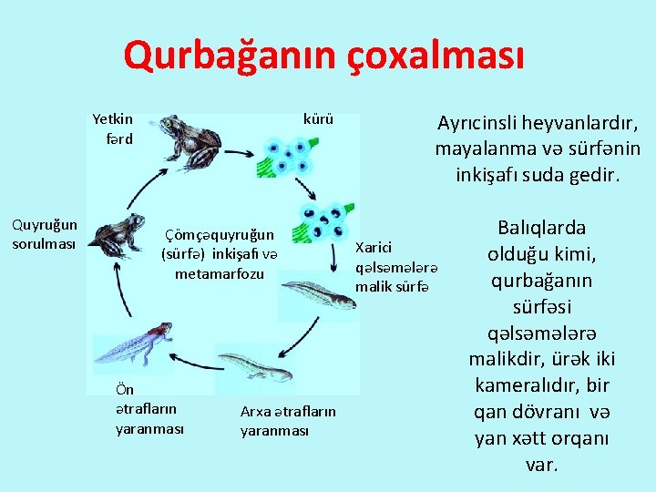 XORDALILAR TP BALIQLAR AMFBLR V SRNNLR Xordallar tipinin