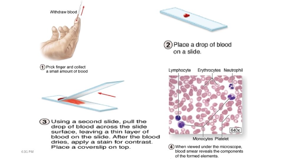 BLOOD CELLS Part 1 Dr Mohammed Hussein M