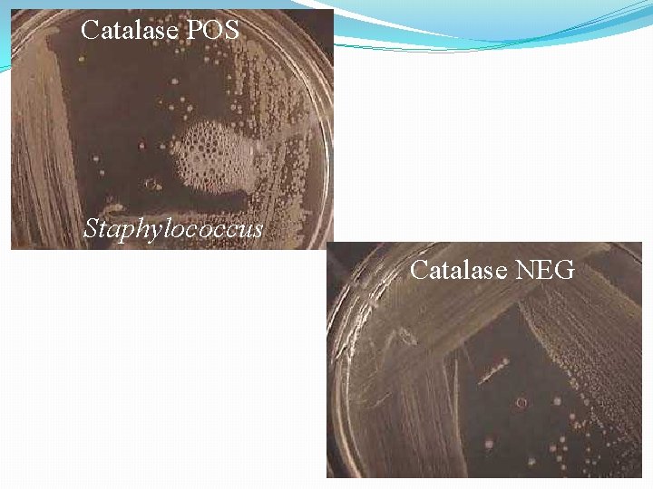 STAPHYLOCOCCI INTRODUCTION Staphylococci are Grampositive spherical ...