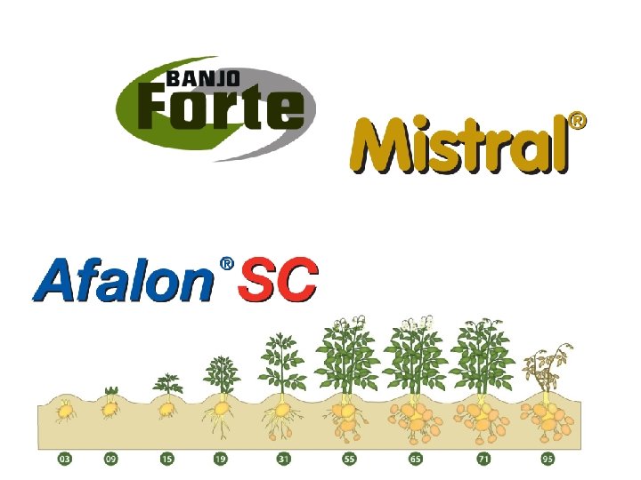 Aardappelen Banjo Forte 200 gl fluazinam 200 gl