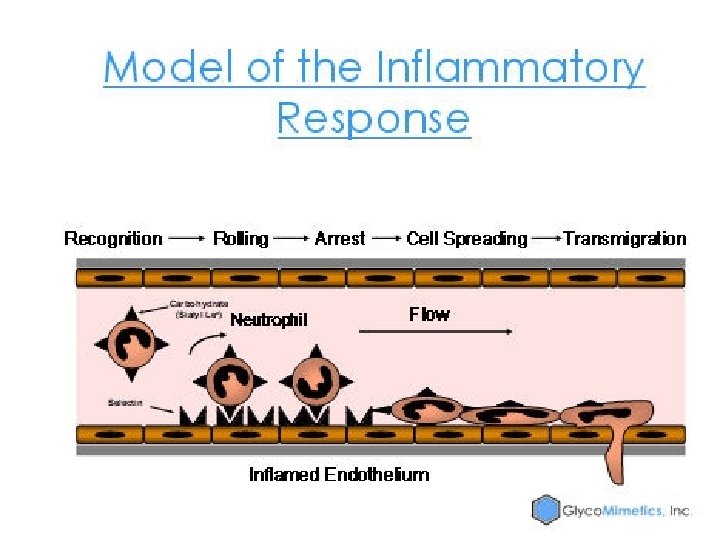 INFLAMMATION INFLAMMATION Defn Local response of living mammalian