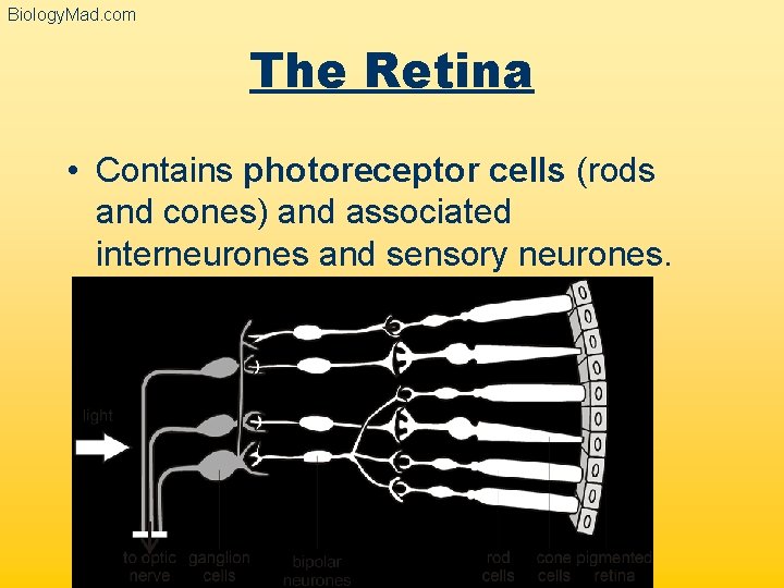 Biology Mad com The Retina Biology Mad com
