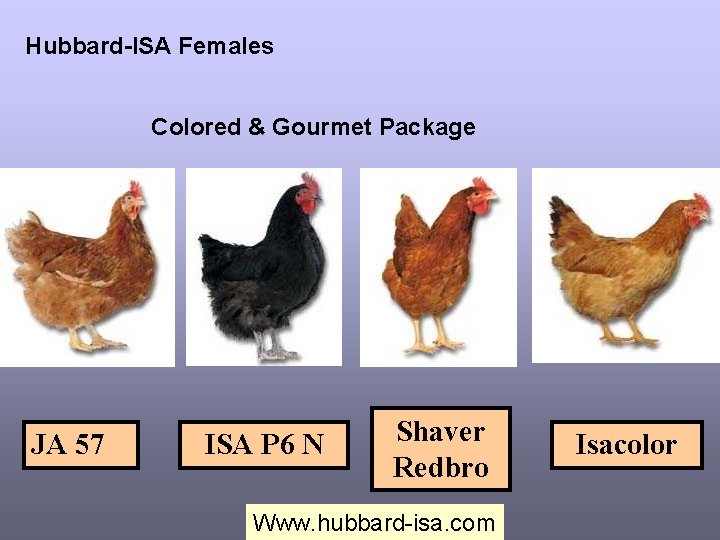 Specialty Breeds for Natural and Organic Poultry Production