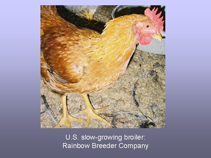 Specialty Breeds for Natural and Organic Poultry Production