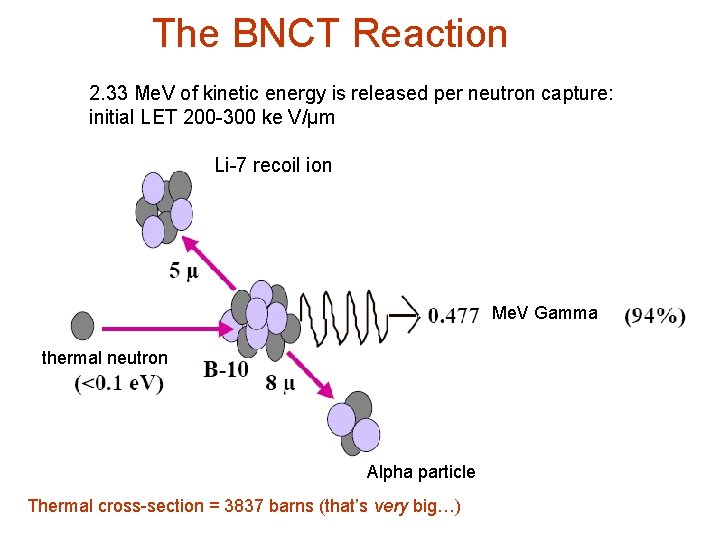 Boron Neutron Capture Therapy BNCT History Preclinical Research