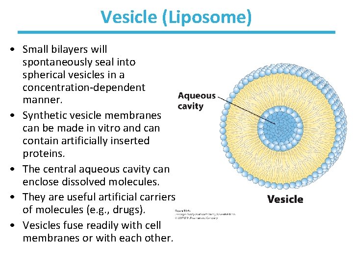 11 Biological Membranes and Transport 2017 W H