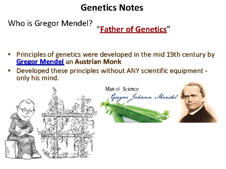 Genetics Notes Who is Gregor Mendel Father of