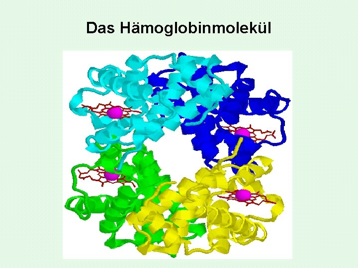 Metalle in Lebewesen Ein Einblick in die Bioanorganische