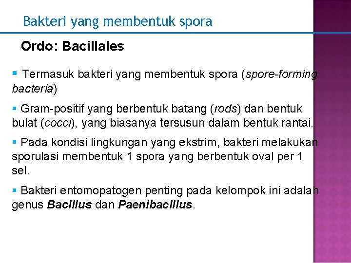 BAKTERI ENTOMOPATOGEN LANJUTAN Oleh Irda Safni Bakteri yang