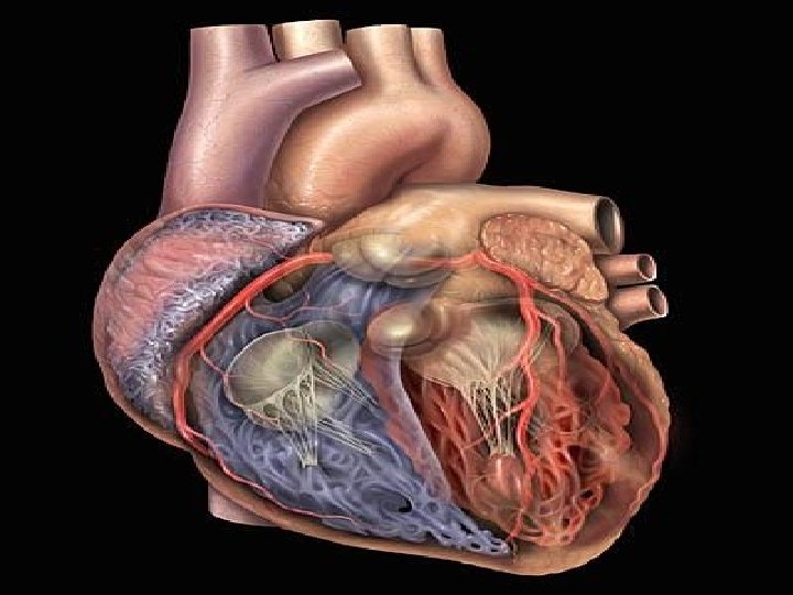 SRCE IN KRVNI OBTOK KAJ JE SRCE Votla