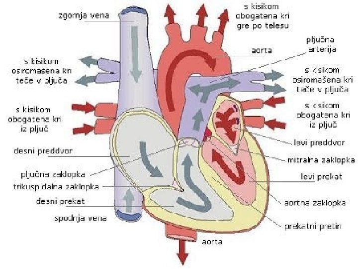 SRCE IN KRVNI OBTOK KAJ JE SRCE Votla