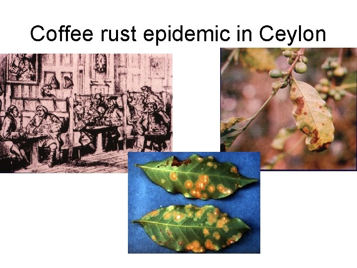 Molds mildews mushrooms An introduction to fungi Fungi