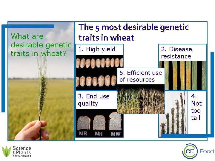 Breeding Better Wheat The role of plant genetics
