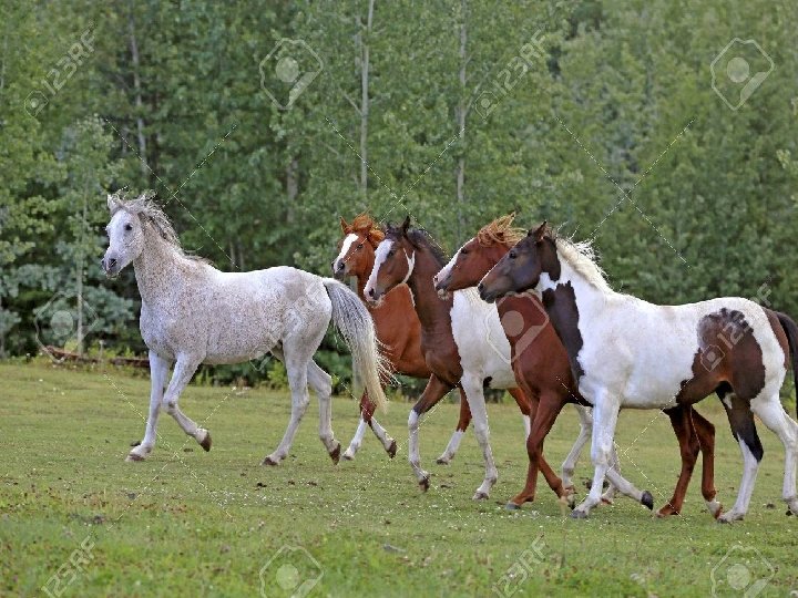 Social Behaviour Animal social behaviour the suite of