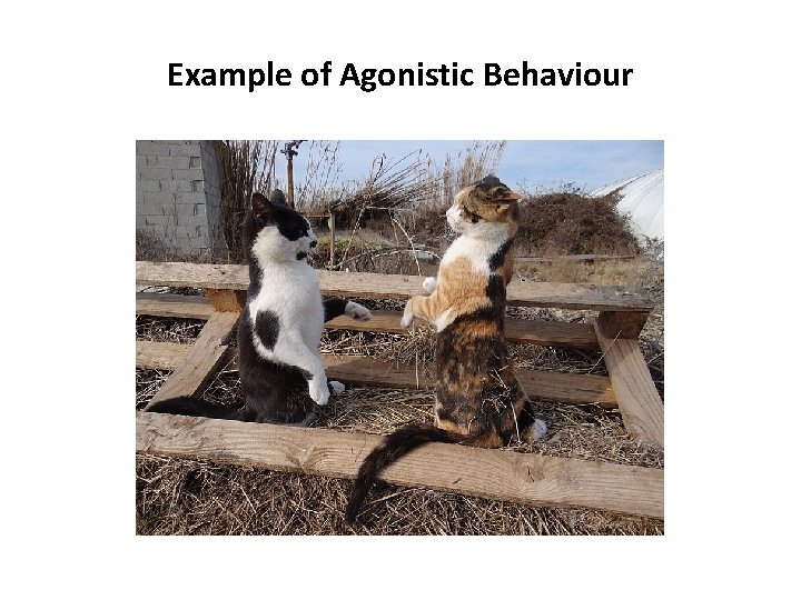 Social Behaviour Animal social behaviour the suite of
