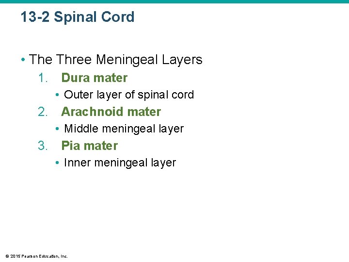 Chapter 13 The Spinal Cord Spinal Nerves and