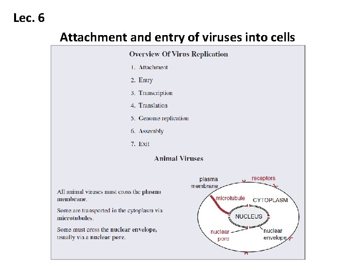 Lec 6 Attachment and entry of viruses into