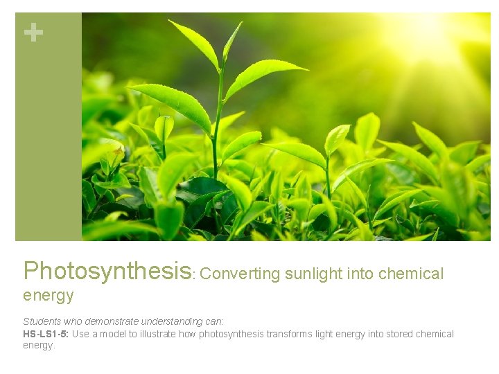 Photosynthesis Converting sunlight into chemical energy Students who