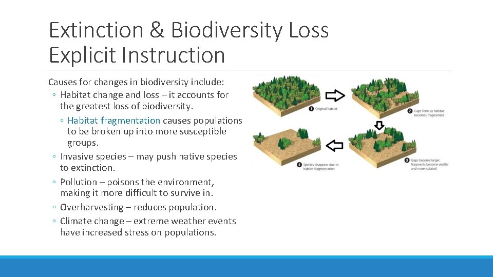 Extinction Biodiversity Loss Introduction Why is it important