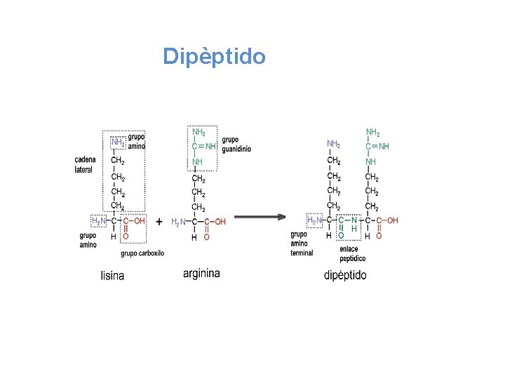SEMANA 29 AMINOCIDOS Y PEPTIDOS ALFA AMINOCIDOS Son